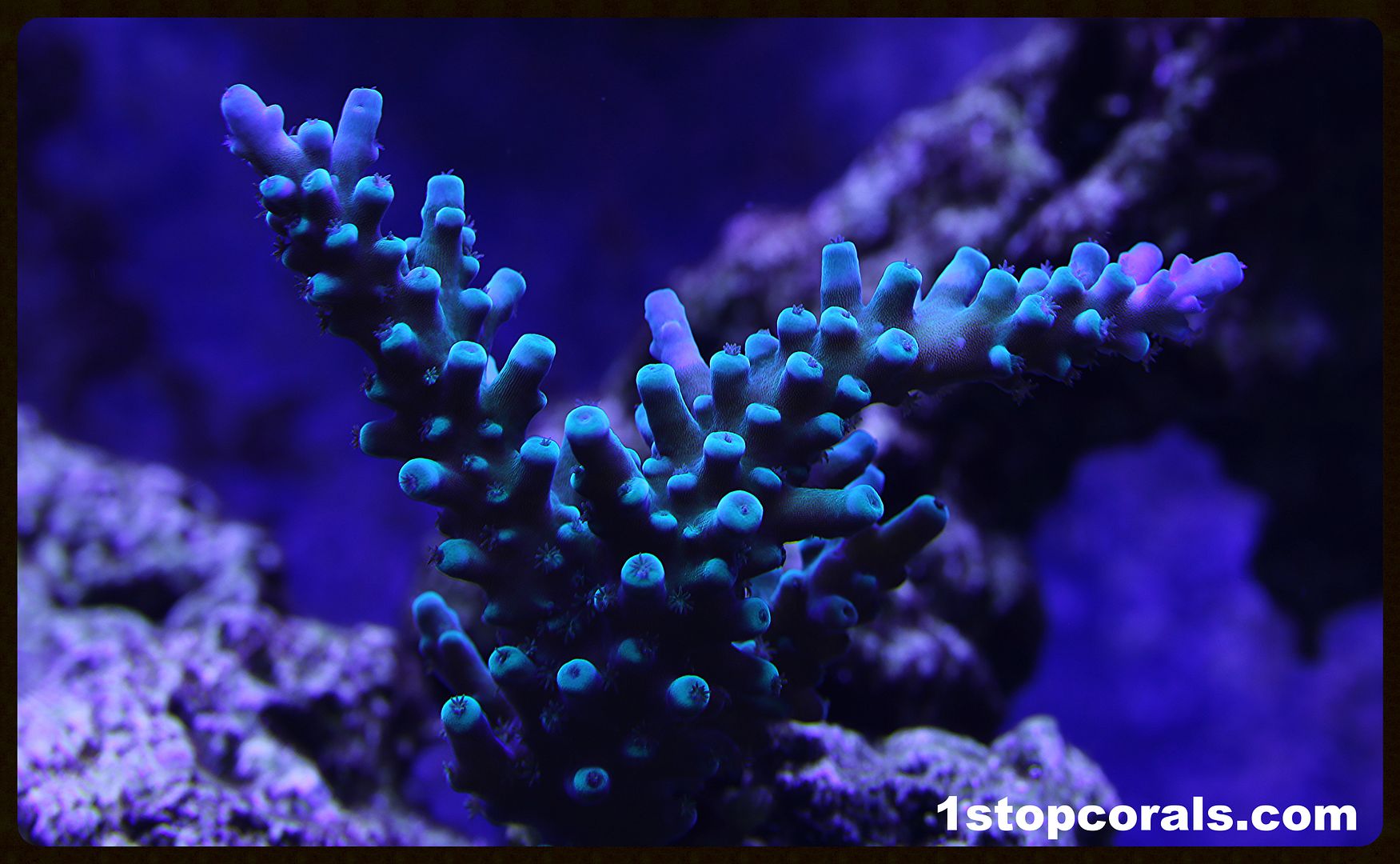 -SPONSOR- - 1STOPCORALS CORAL COLLECTIONS !!! | Twin Cities Marine Aquarium Society Community Forums