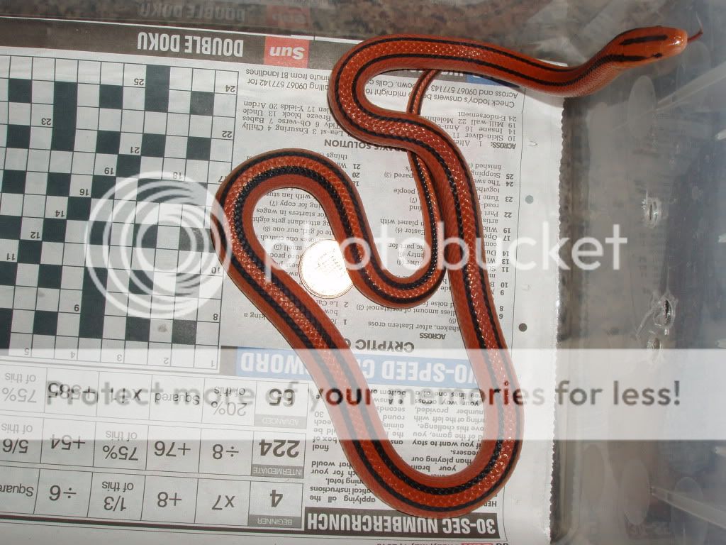 Thai red mountain rat snake O.P.Coxi early 09 pair for sale | Reptile ...