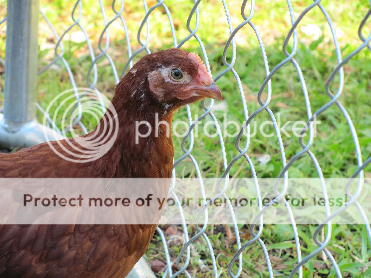 Big Red, 8 week old RIR chick...cockeral or pullet? *Pic Heavy ...