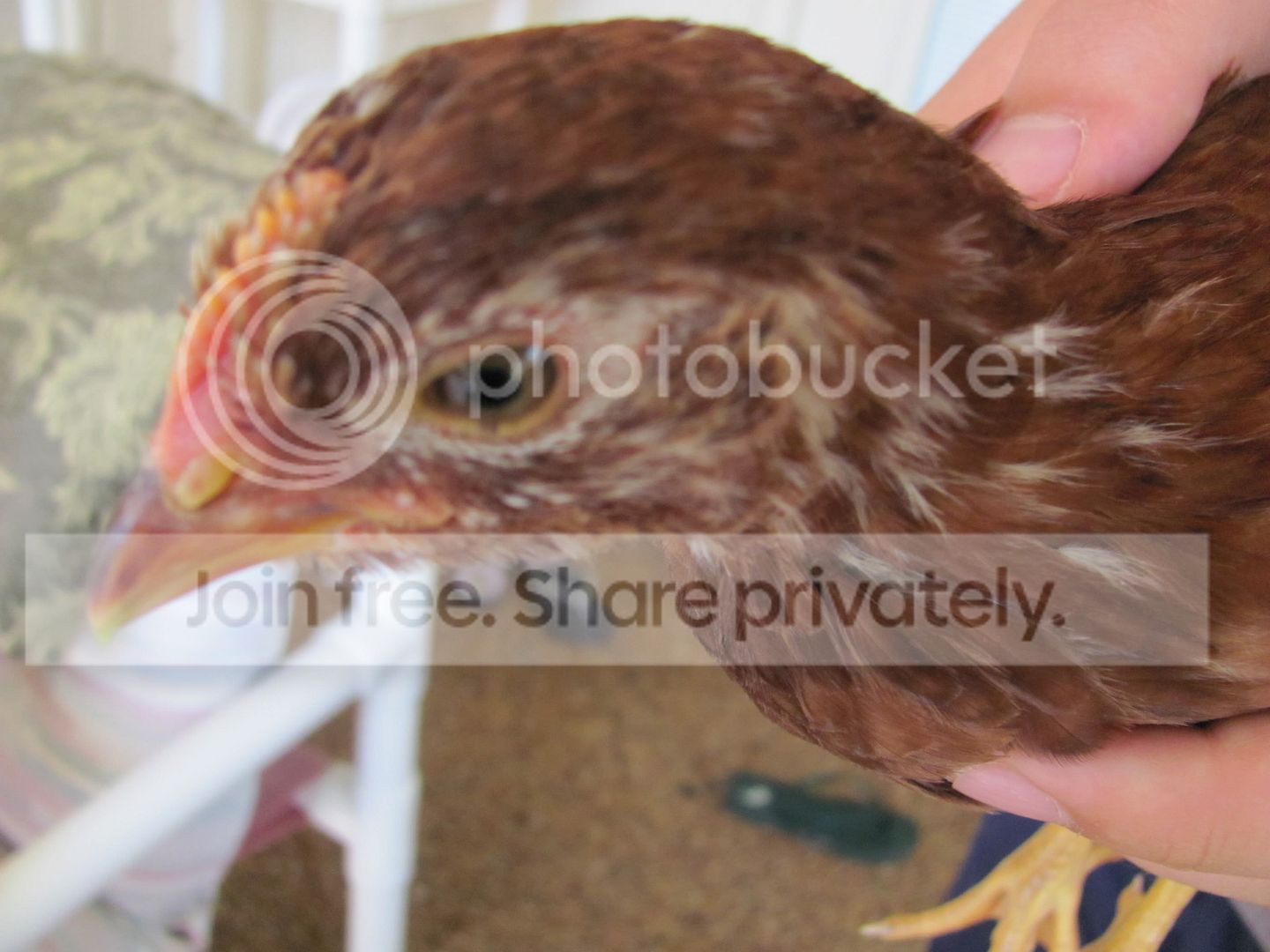6 week old RIR chick, pullet or cockeral? *Pic Heavy, refresh if big ...