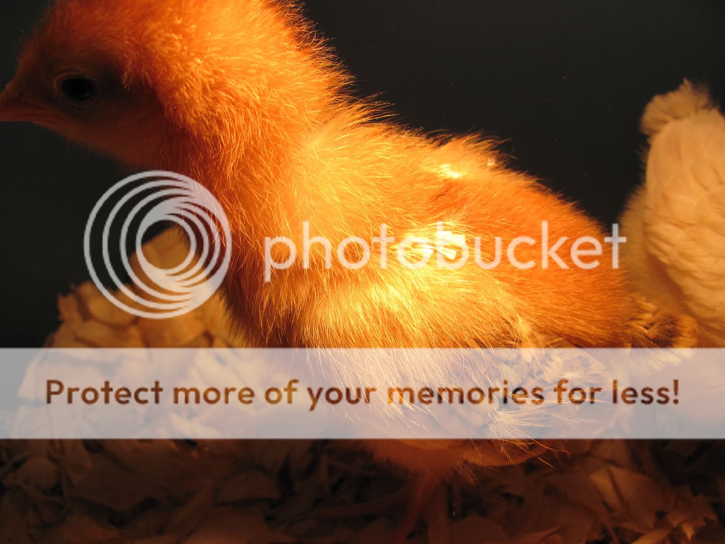 Feather growth, good way of sexing young chicks? (Pics here ...