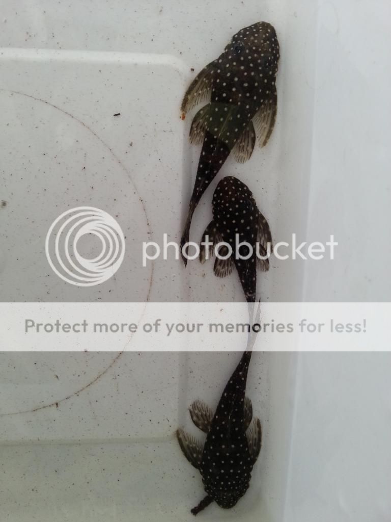 Exotic L-Number Plecos for Sale | APSA