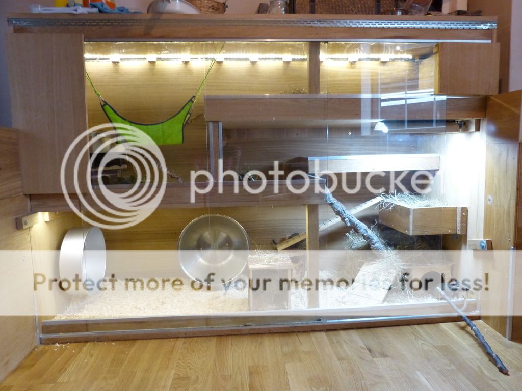 DEGUS INTERNATIONAL COMMUNITY • View topic - Degu Enclosures - Gallery